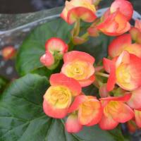 China Lifelike Stunning 85cm Tall Artificial Potted Flower Geranium Outdoor Decorative for sale