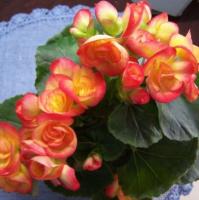 China Lifelike Stunning 85cm Tall Artificial Potted Flower Geranium Outdoor Decorative for sale
