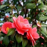 China Party Real Touch Artificial Plants 120cm Height Camellia Tree for sale