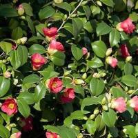China Party Real Touch Artificial Plants 120cm Height Camellia Tree for sale