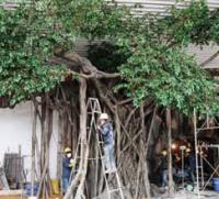 China Customized Fiberglass GRC Landscaping Fake Tree For Garden Airport for sale