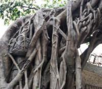 China Customized Fiberglass GRC Landscaping Fake Tree For Garden Airport for sale