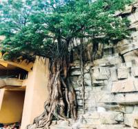 China Artificial GRC Landscaping Mountain Tree Rock Decoration Theme Park for sale