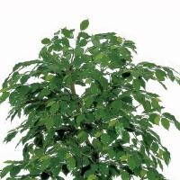 China 160cm Artificial Potted Floor Plants Handmade Realsitic Natural Auspicious Jasmine Tree for sale