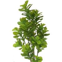China Anti UV Artificial Potted Floor Plants High Simulation Perennial Fiddle Tree for sale