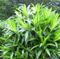 China High Simulation Artificial Tropical Plant Dracaena Reflexa Tree 120cm Height for sale