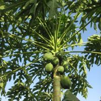 China High Simulation Real Touch 270Cm Plant Papaya Tree Fire Resistance for sale