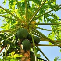 China High Simulation Real Touch 270Cm Plant Papaya Tree Fire Resistance for sale
