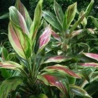 China Bonsai Stunning Cordyline Artificial Potted Floor Plants 190cm Height for sale