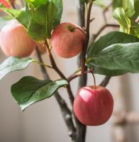China Red Party Park Decoration Artificial Apple Tree 190cm Height for sale