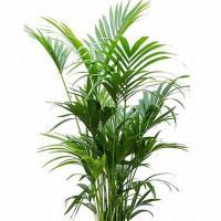 China 150cm Height Artificial Potted Floor Plants Feather Palm Tree for sale