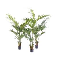 China Height 220cm Green Artificial Plant For Indoor Decoration Kentia Palm Tree for sale