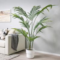 China Height 220cm Green Artificial Plant For Indoor Decoration Kentia Palm Tree for sale
