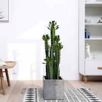 China Custom Cactus Ornaments Bonsai Artificial Succulent Plant for sale