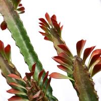 China Custom Cactus Ornaments Bonsai Artificial Succulent Plant for sale