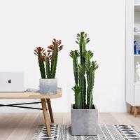 China Custom Cactus Ornaments Bonsai Artificial Succulent Plant for sale
