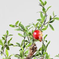 China Height 65cm Artificial Potted Floor Plants Pomegranate Tree Corner Table Decoration for sale