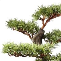 China Height 60cm Welcoming Pine Green Artificial Plant Desk Decor for sale