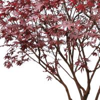 China All Season Simulated Anti UV Artificial Maple Tree Indoor Ornament for sale
