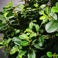 China Eco Friendly Artificial Potted Floor Plants Boxwood Single Trunk for sale