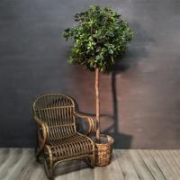 China Eco Friendly Artificial Potted Floor Plants Boxwood Single Trunk for sale