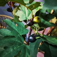 China Height 155cm Artificial Potted Floor Plants FIG Tree Fresh Green for sale