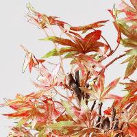 China Red Chinese Style Artificial Potted Floor Plants Hotel Desk Decor Maple for sale