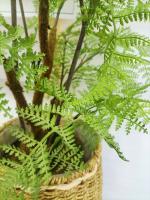 China Lifelike Green Artificial Tropical Plant For Office Table Decor Boston Fern for sale