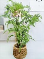 China Lifelike Green Artificial Tropical Plant For Office Table Decor Boston Fern for sale
