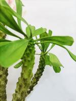 China Height 100cm Artificial Landscape Trees Pachypodium Lamerei Drake Indoor Decor for sale