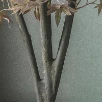 China Artificial Potted Landscaping Maple Tree Home Garden Ornaments for sale