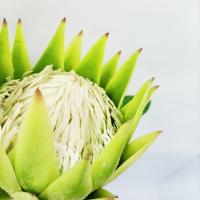China 60cm White Artificial Potted Floor Plants Silk King Protea Cynaroides Flower for sale