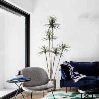 China Handmade 150cm Artificial Dracaena Frost Resistance Anti - Aging for sale