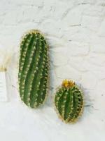China Nordic Cactus Artificial Green Plant Bedroom Floor Potted Fire Retardant for sale