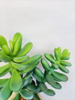 China OEM Green Artificial Succulent Plant Lovely Office Desk Decoration for sale