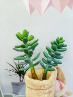 China OEM Green Artificial Succulent Plant Lovely Office Desk Decoration for sale