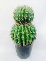 China Cactus Ball Highly Lifelike 90cm Artificial Succulent Plant Round Shape for sale