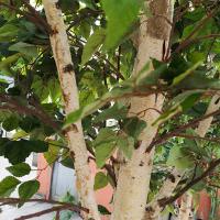 China Custom Artificial Landscaping Tree Bonsai Birch Garden Ornaments for sale