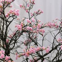 China Plant Sakura Real Touch Artificial Flowers Fabric Chinese Style Landscaping Tree for sale