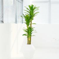 China 135cm Artificial Plant Dracaena Realistic Garden Ornaments for sale