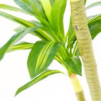 China 135cm Artificial Plant Dracaena Realistic Garden Ornaments for sale