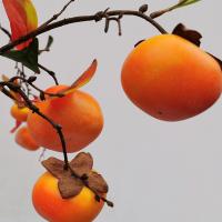 China Garden Bonsai Artificial Persimmon Tree Retro Style Landing Fruit Plant for sale