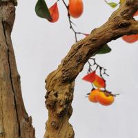 China Garden Bonsai Artificial Persimmon Tree Retro Style Landing Fruit Plant for sale