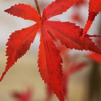 China Height 180cm Artificial Potted Floor Plants Bonsai Autumn Red Maple Tree for sale