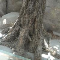 China 350cm Height Artificial Lucky Tree Potted Landscaping Plants for sale