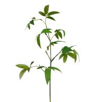 China 150cm Artificial Nandina Plant Single Green Tabletop Ornaments Potted Branches for sale