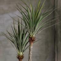 China 120cm Artificial Plant Faux Bonsai Dracaena Anti UV Plastic Leaves for sale