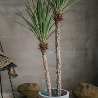 China 120cm Artificial Plant Faux Bonsai Dracaena Anti UV Plastic Leaves for sale