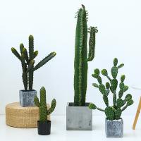 China Fashion Cactus And Succulent Fake Plastic Plant For Home Decoration for sale