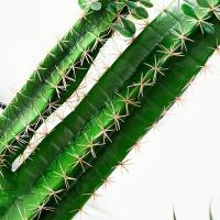 China Fashion Cactus And Succulent Fake Plastic Plant For Home Decoration for sale